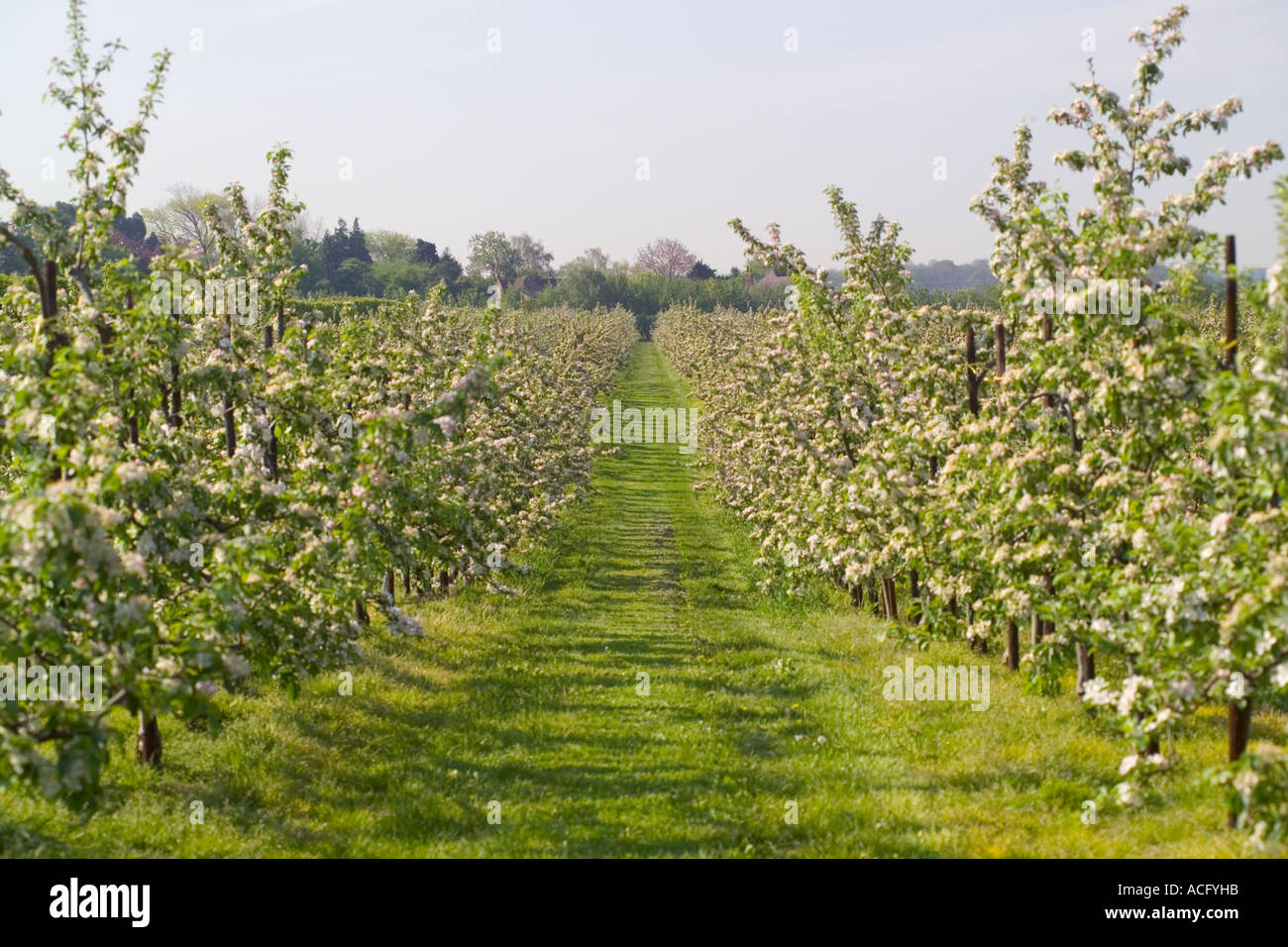 Kentish orchard hi-res stock photography and images - Alamy