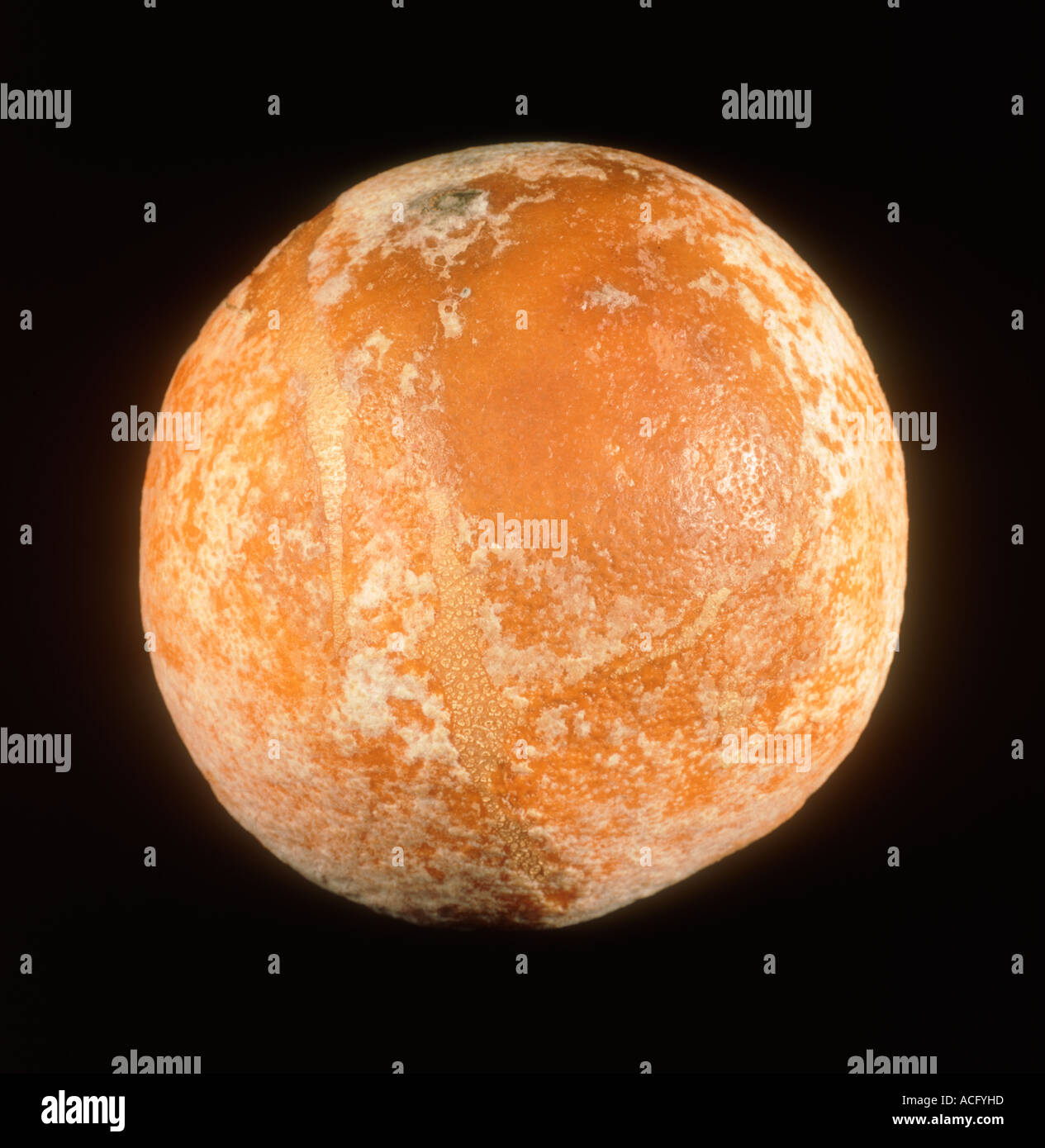 Orange rot hi-res stock photography and images - Alamy