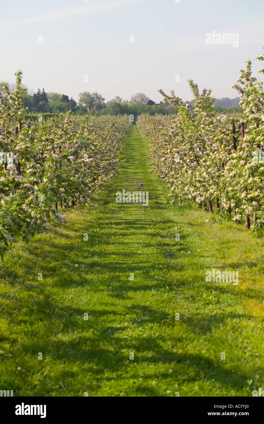 Apple trees in orchard Kent Stock Photo - Alamy