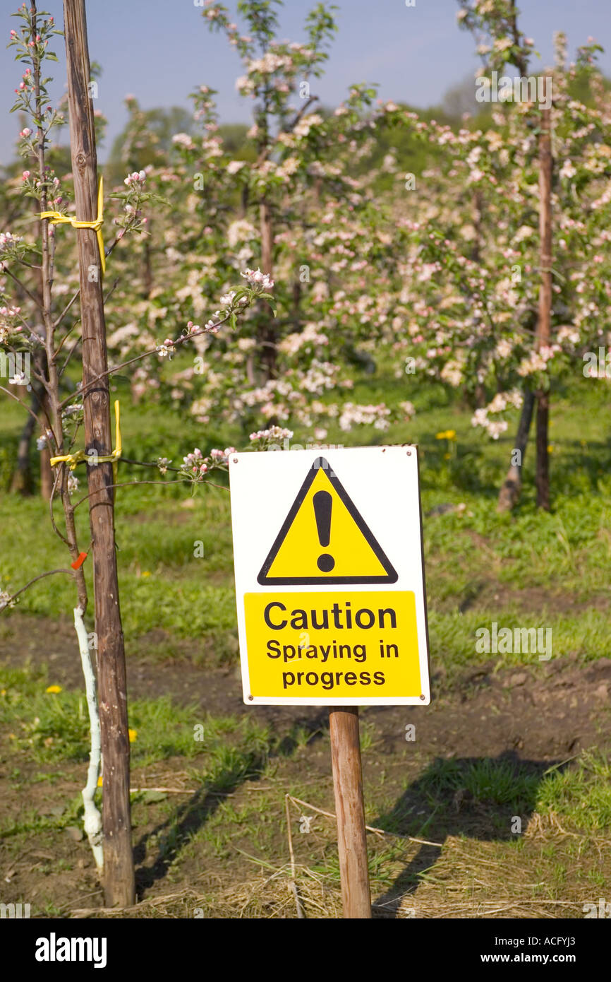 Apple trees in orchard Kent Stock Photo - Alamy