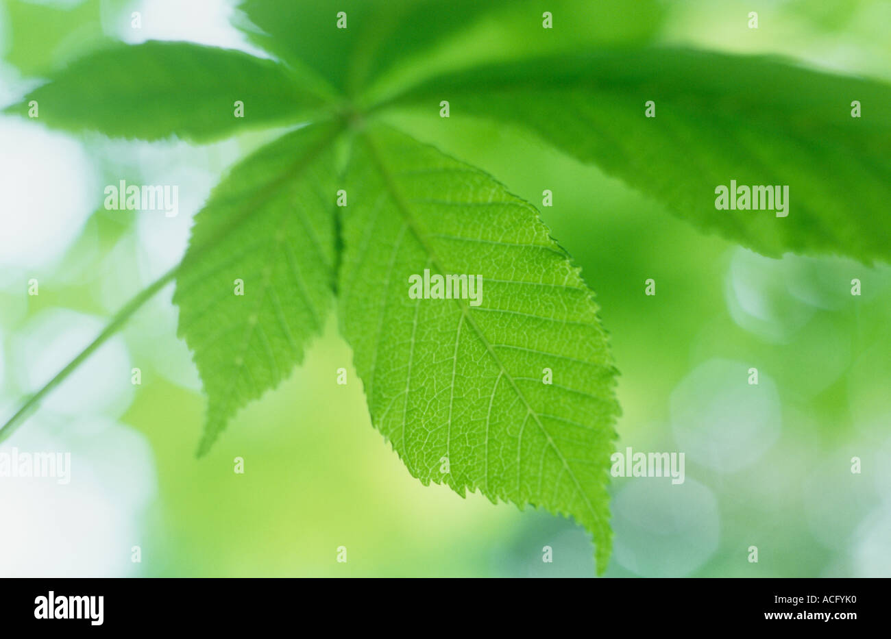 Pale green leaf hi-res stock photography and images - Alamy