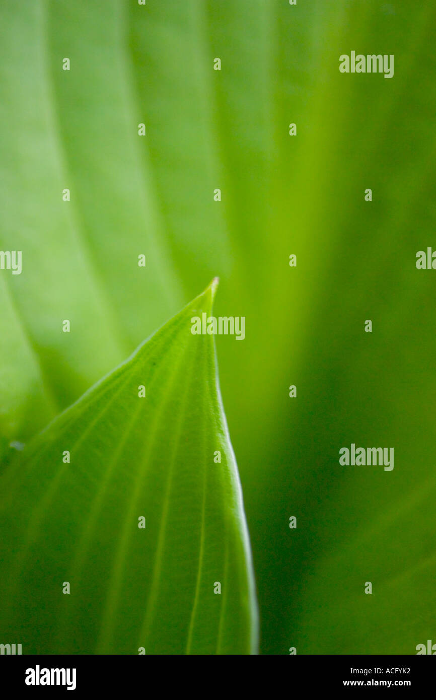 Simple leaf shapes hi-res stock photography and images - Alamy