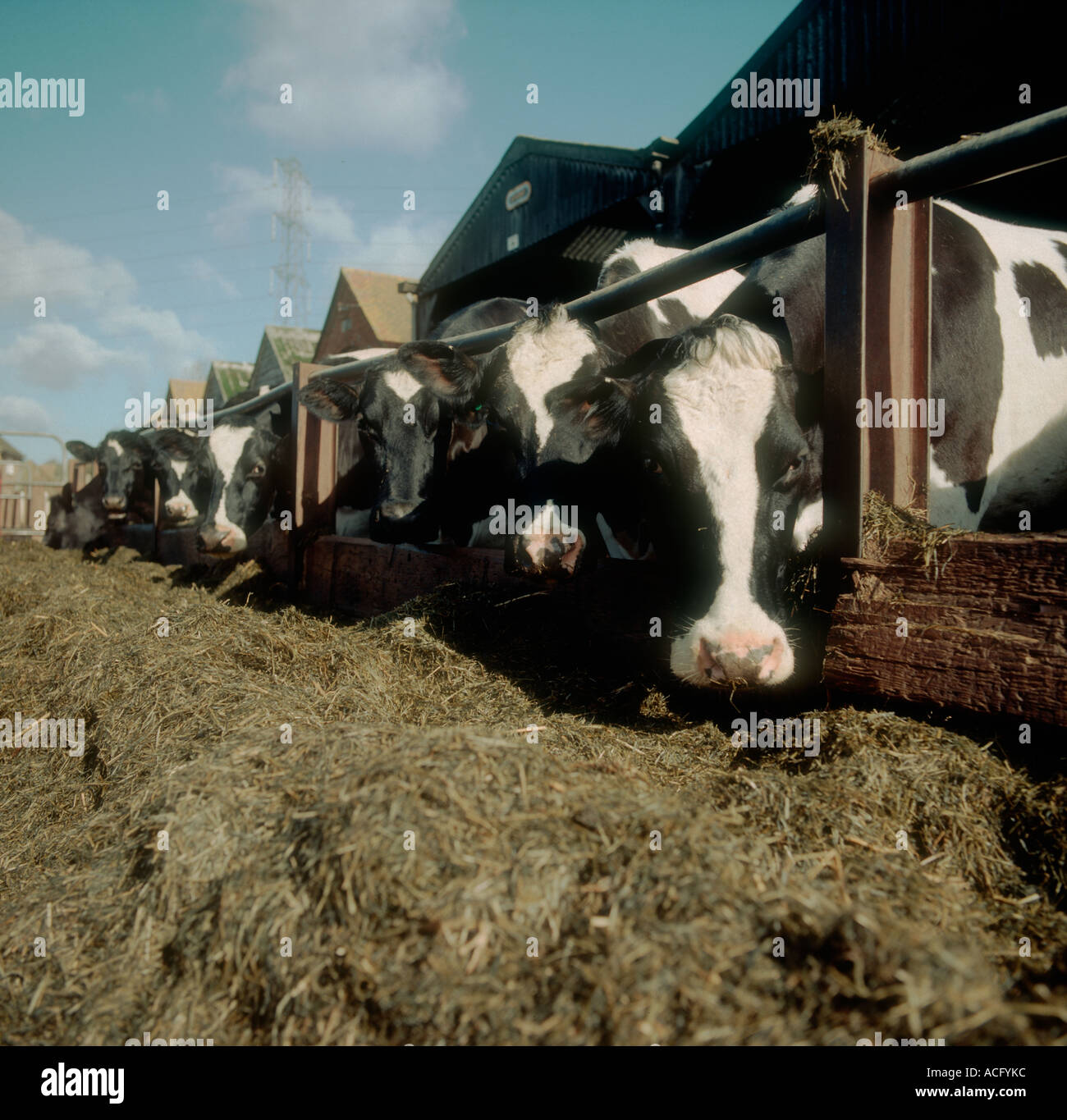 Holstein or Friesian cows eating silage in a trough on a spring morning ...