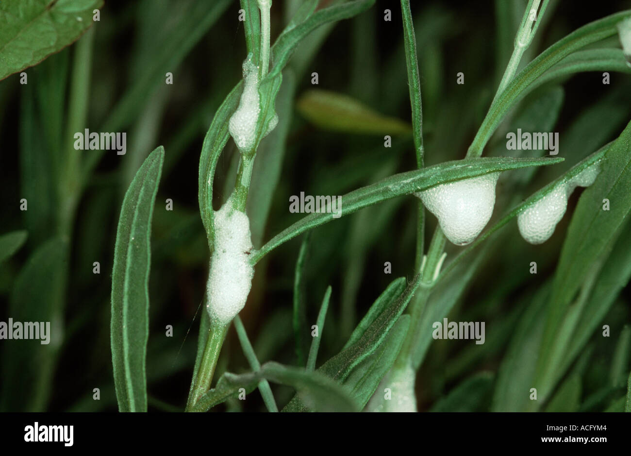 Lavender froghopper hi-res stock photography and images - Alamy