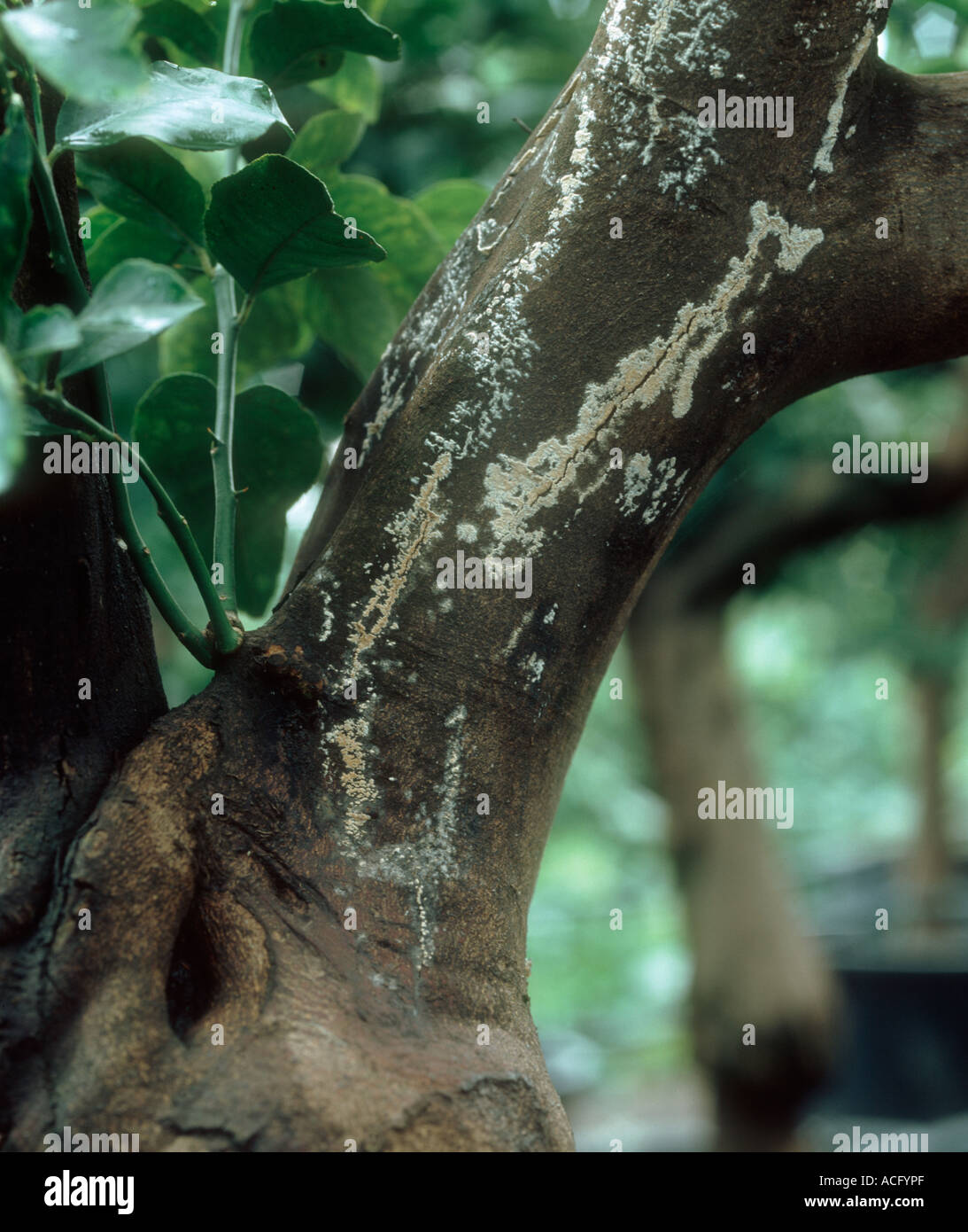 Fungal infection of tree hi-res stock photography and images - Alamy