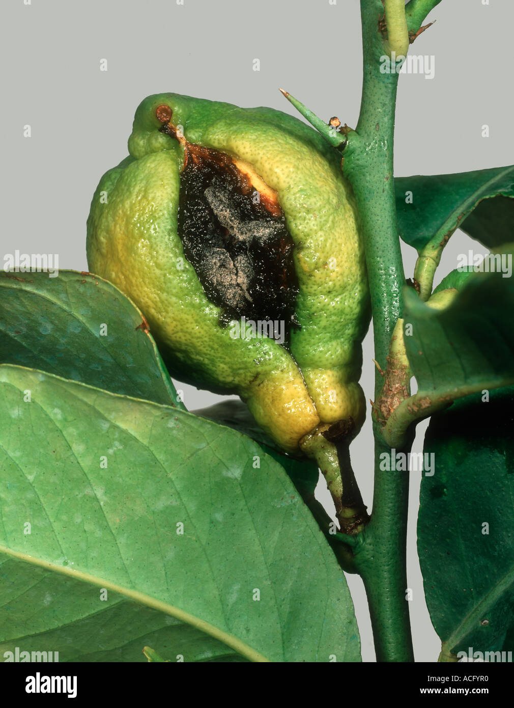 Grey mould Botrytis cinerea causing secondary infection in a lemon ...