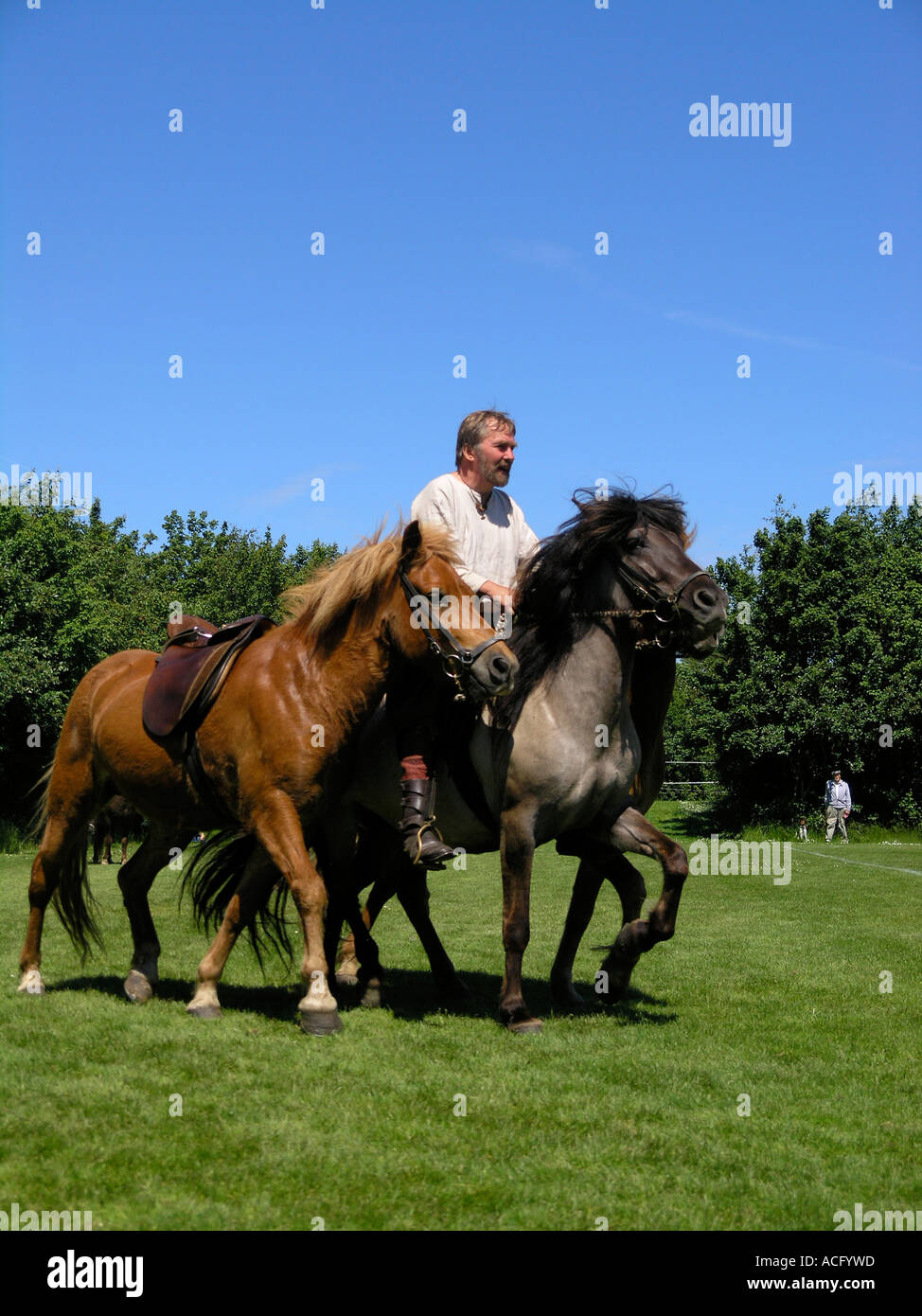 Viking group giving a horseback riding show on Icelandic horses Jutland ...
