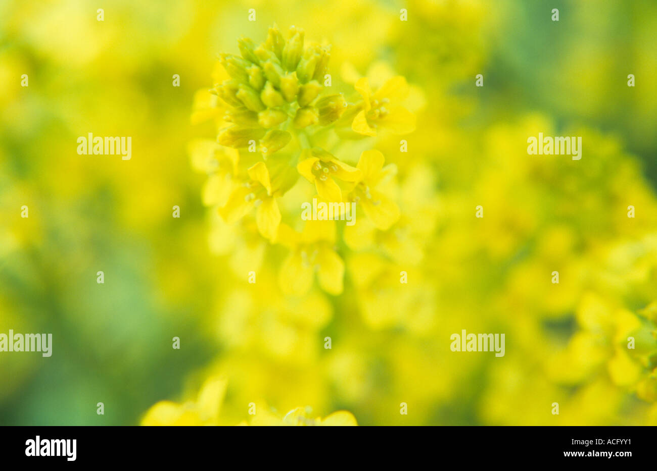 Saintly heads hi-res stock photography and images - Alamy