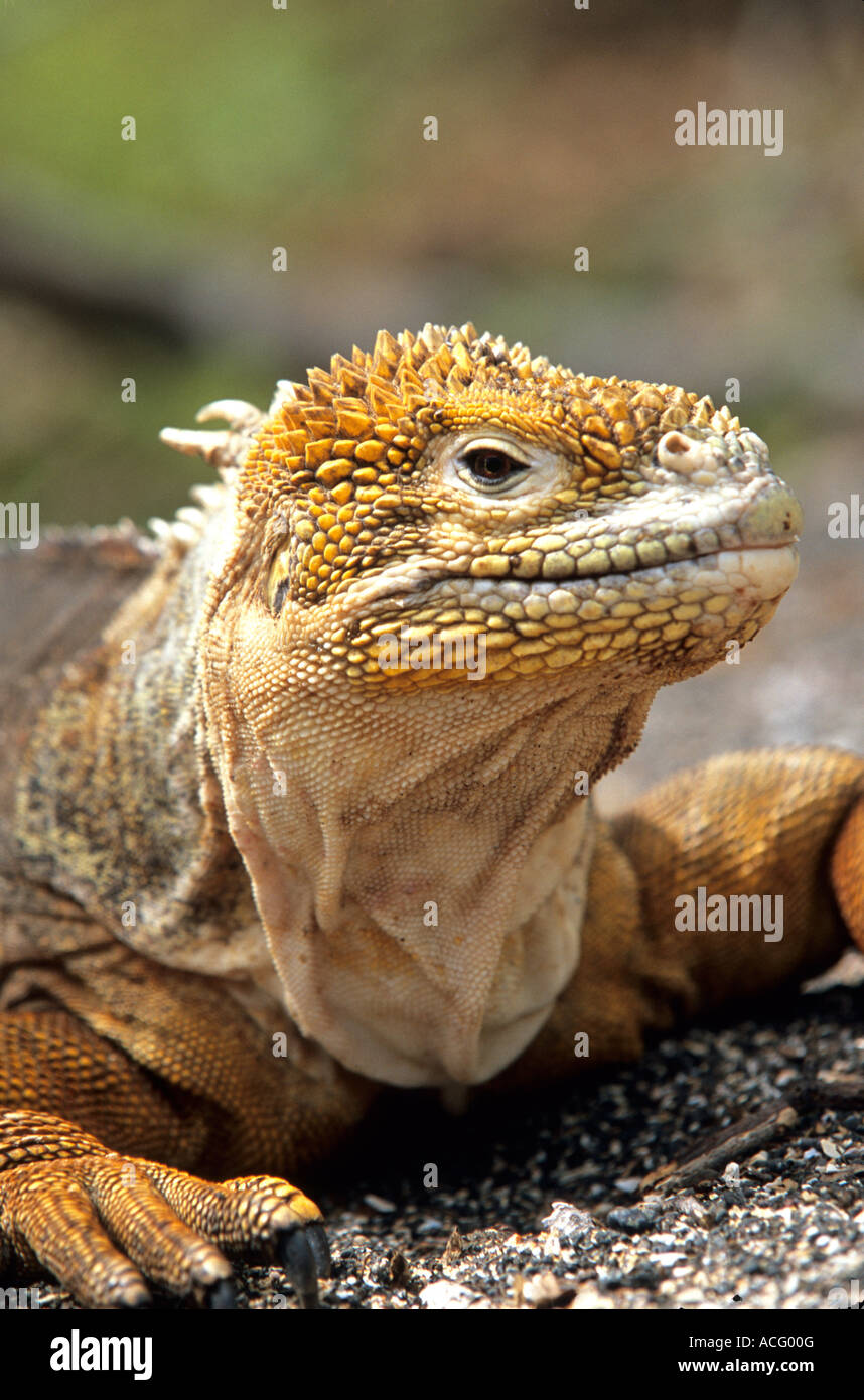 land iguana isla isabela galapagos islands ecuador south america Stock ...