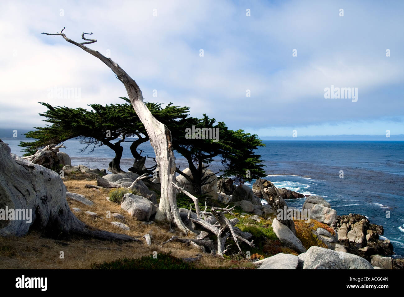 The Ghost Tree - Cypress tree trunk in Pebble Beach, California Stock ...