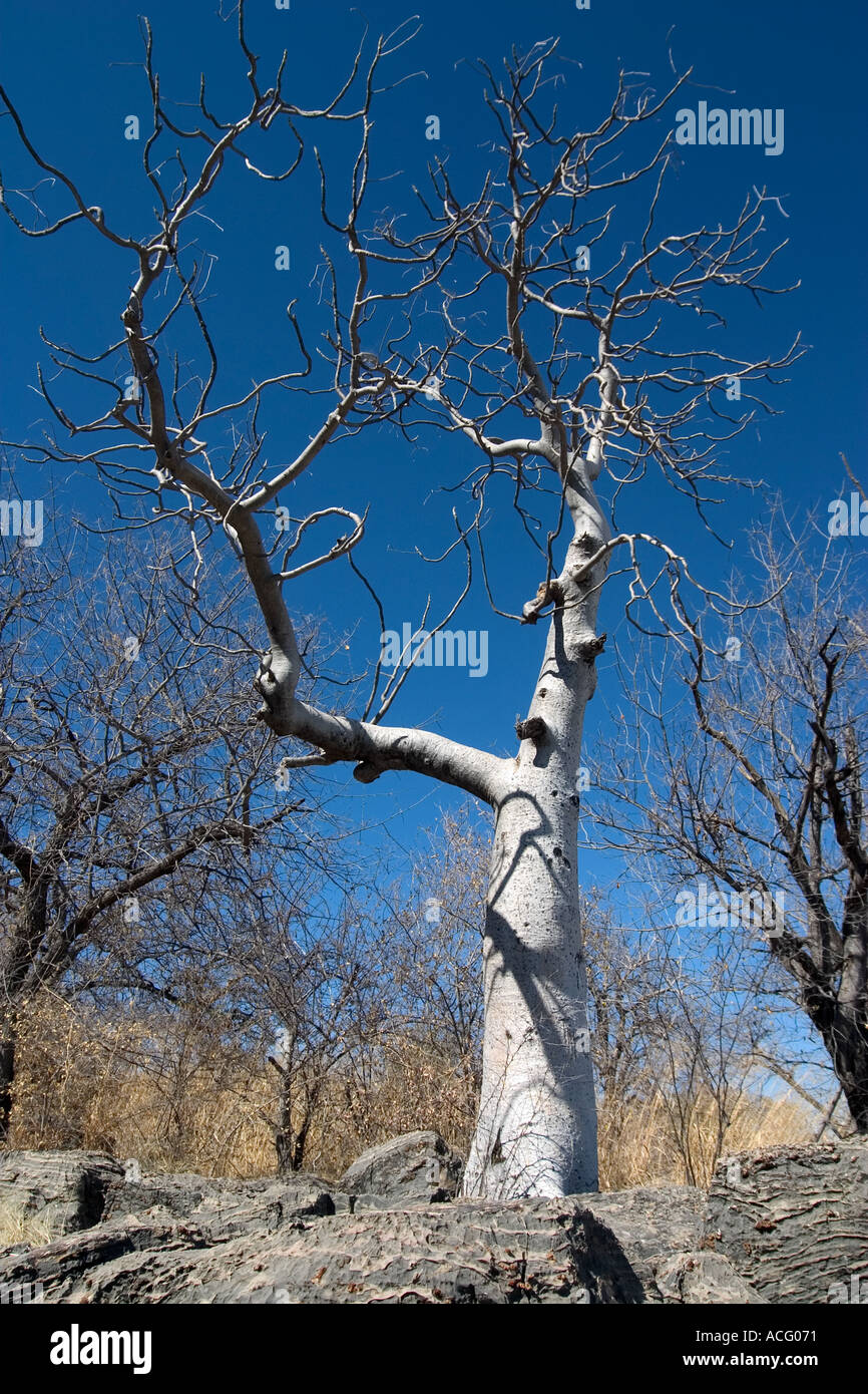 Moringa Ovalifolia Or Ghost Tree Etosha National Park High Resolution ...