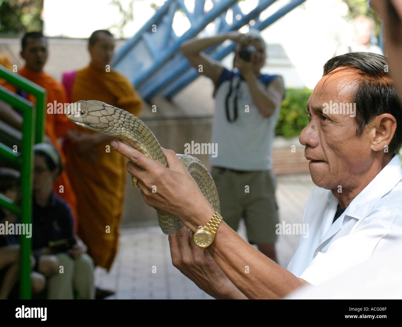 Venomous snakes of thailand hi-res stock photography and images - Alamy