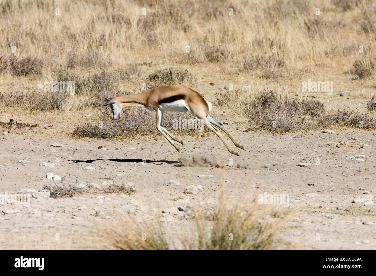 Pronking springbok hi-res stock photography and images - Alamy