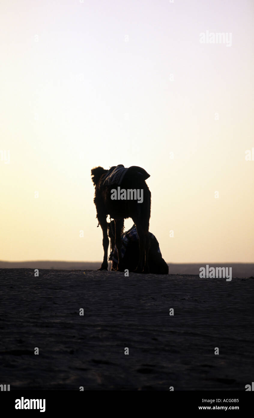 Camelus dromedarius dromedar hi-res stock photography and images - Alamy