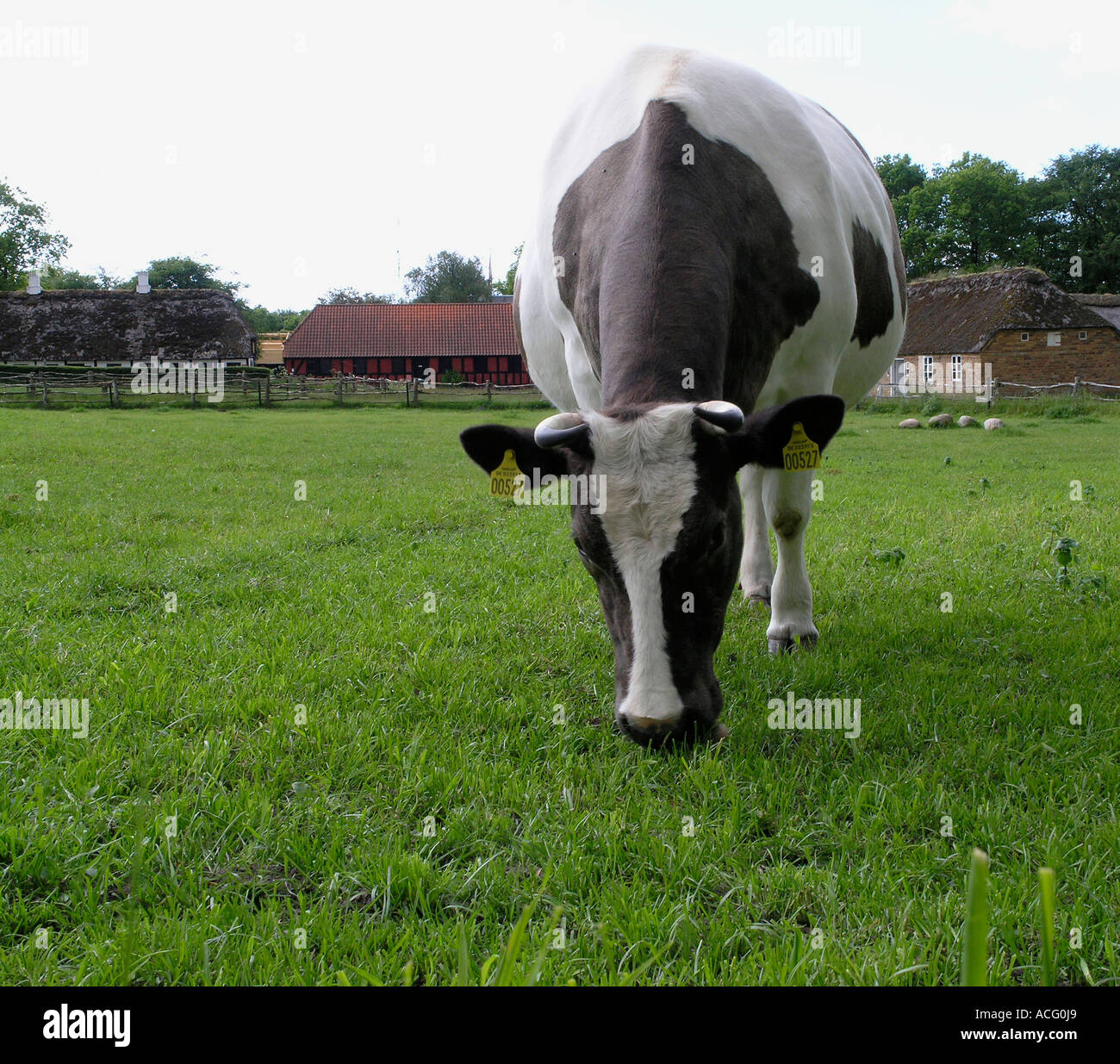 Danish cow hi-res stock photography and images - Alamy