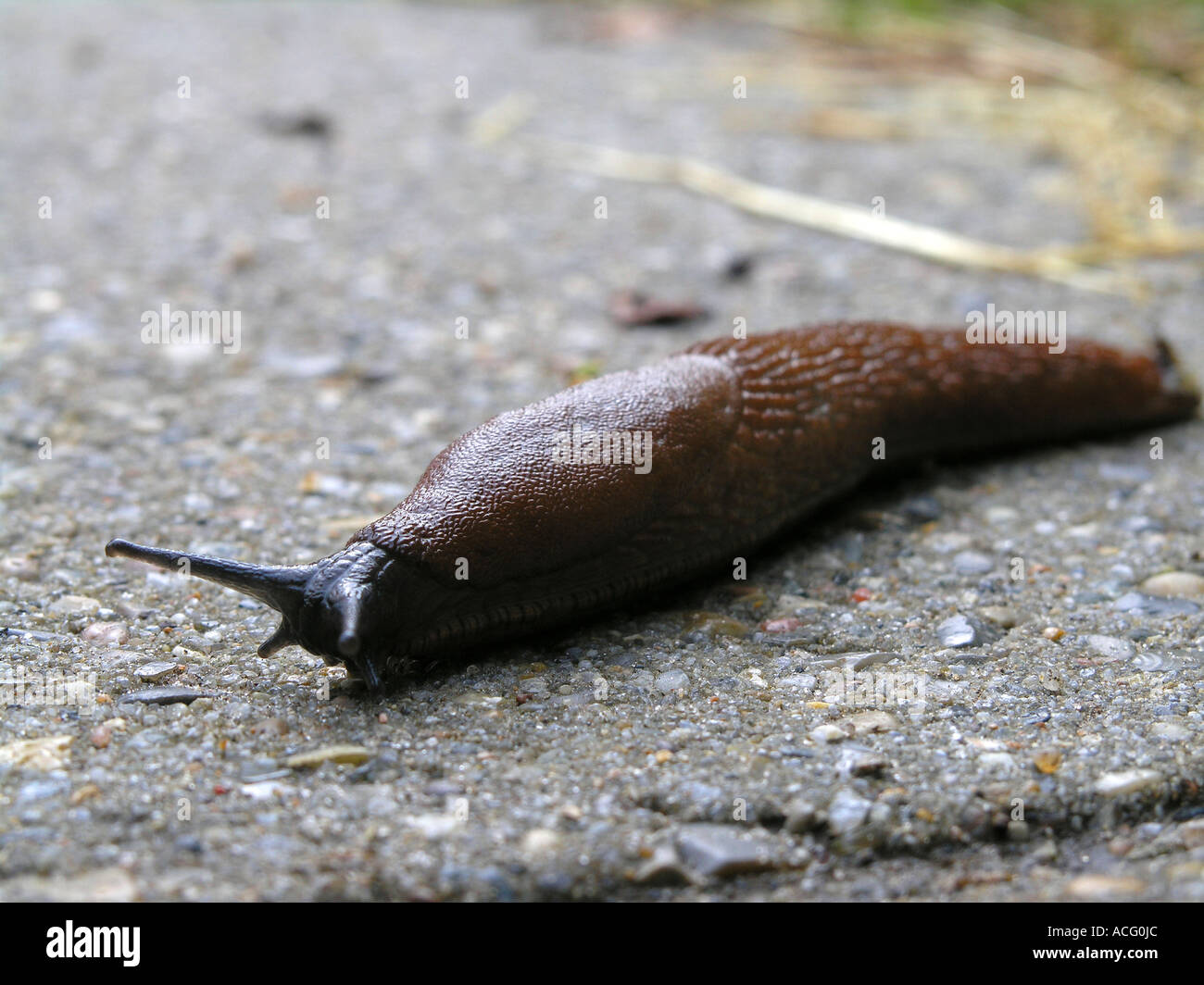 Arion lusitanicus hi-res stock photography and images - Alamy