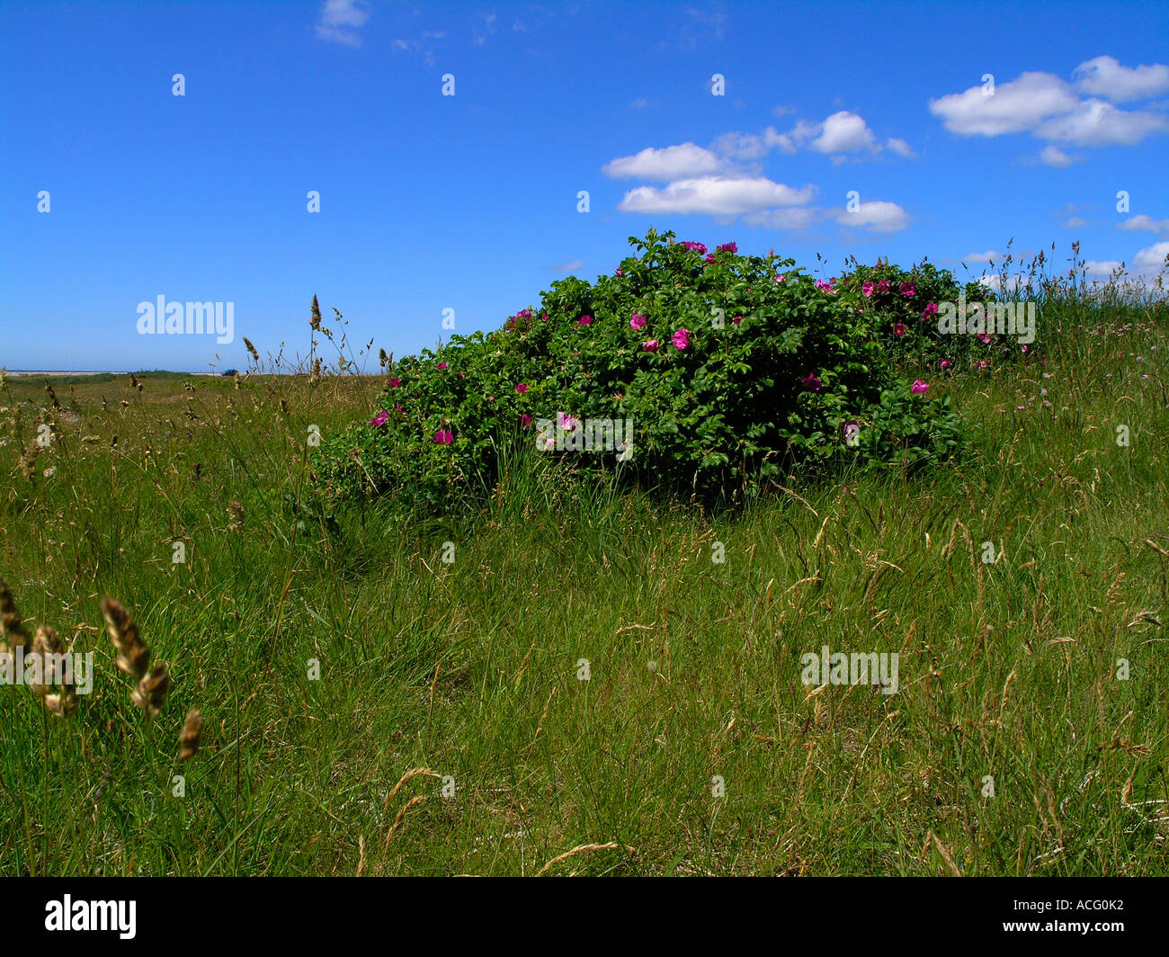 rosa rogusa beach roses Stock Photo - Alamy