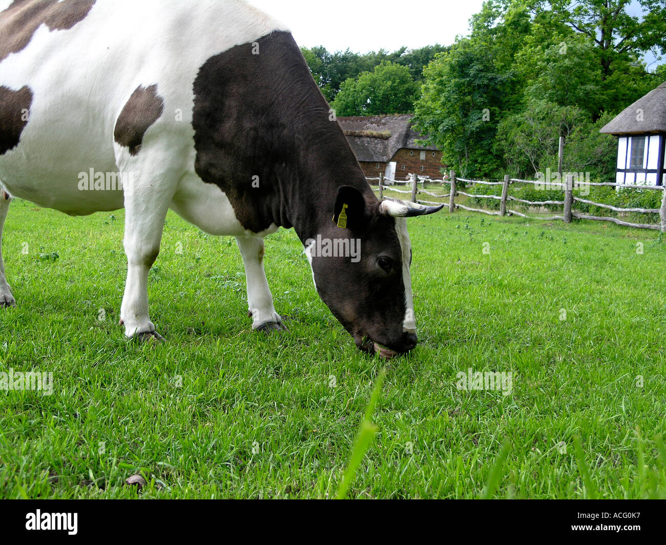 Jutland cattle hi-res stock photography and images - Alamy
