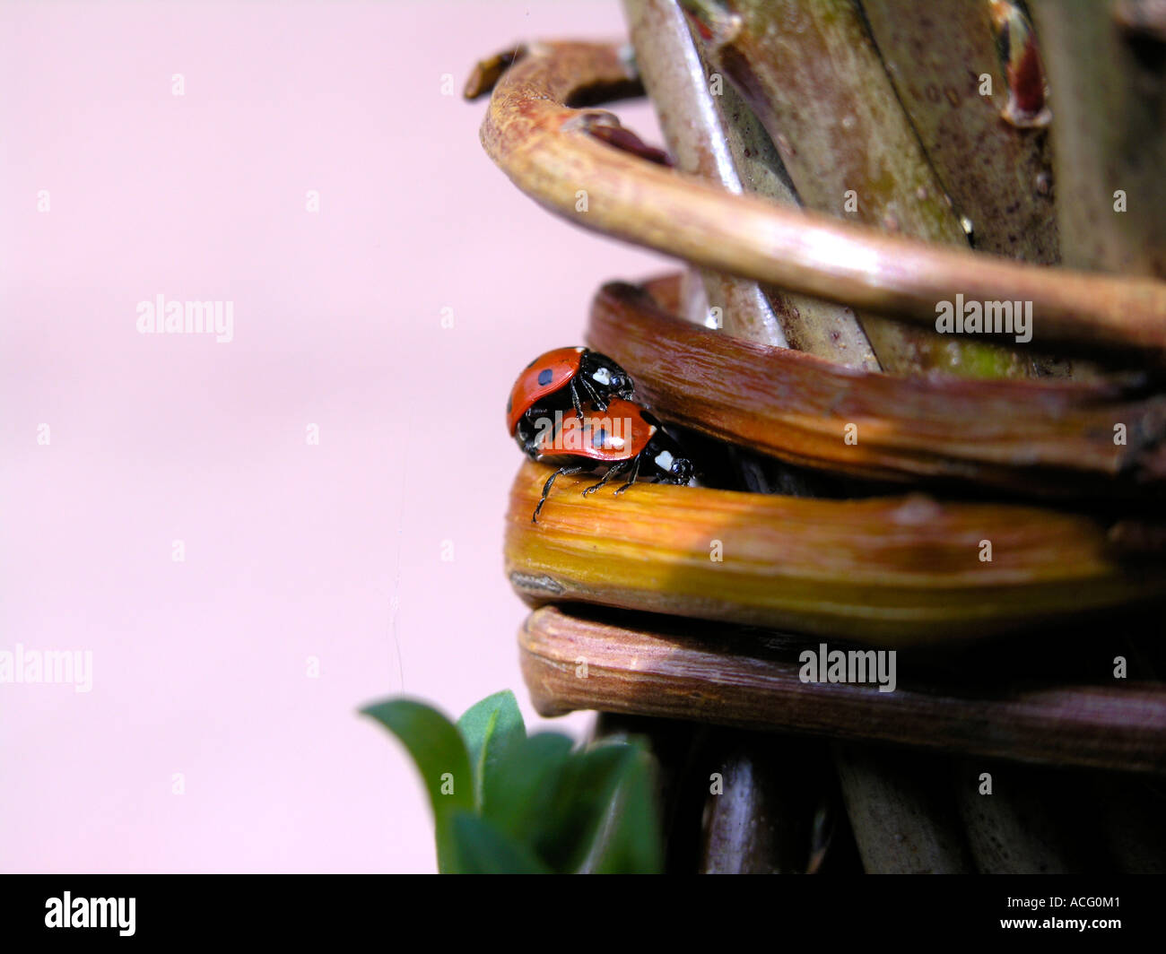 Lady bugs hi-res stock photography and images - Alamy