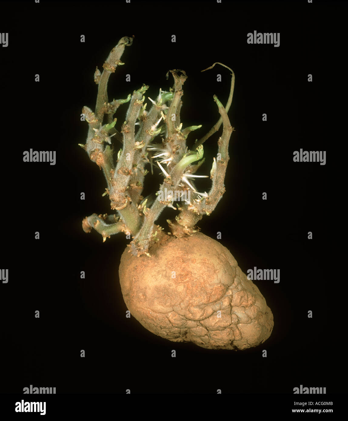 Sprouting potato solanum tuberosum hi-res stock photography and images ...