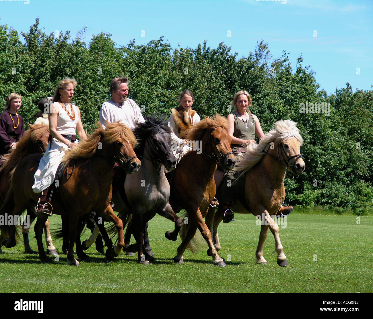 Viking group giving a horseback riding show on Icelandic horses Jutland ...