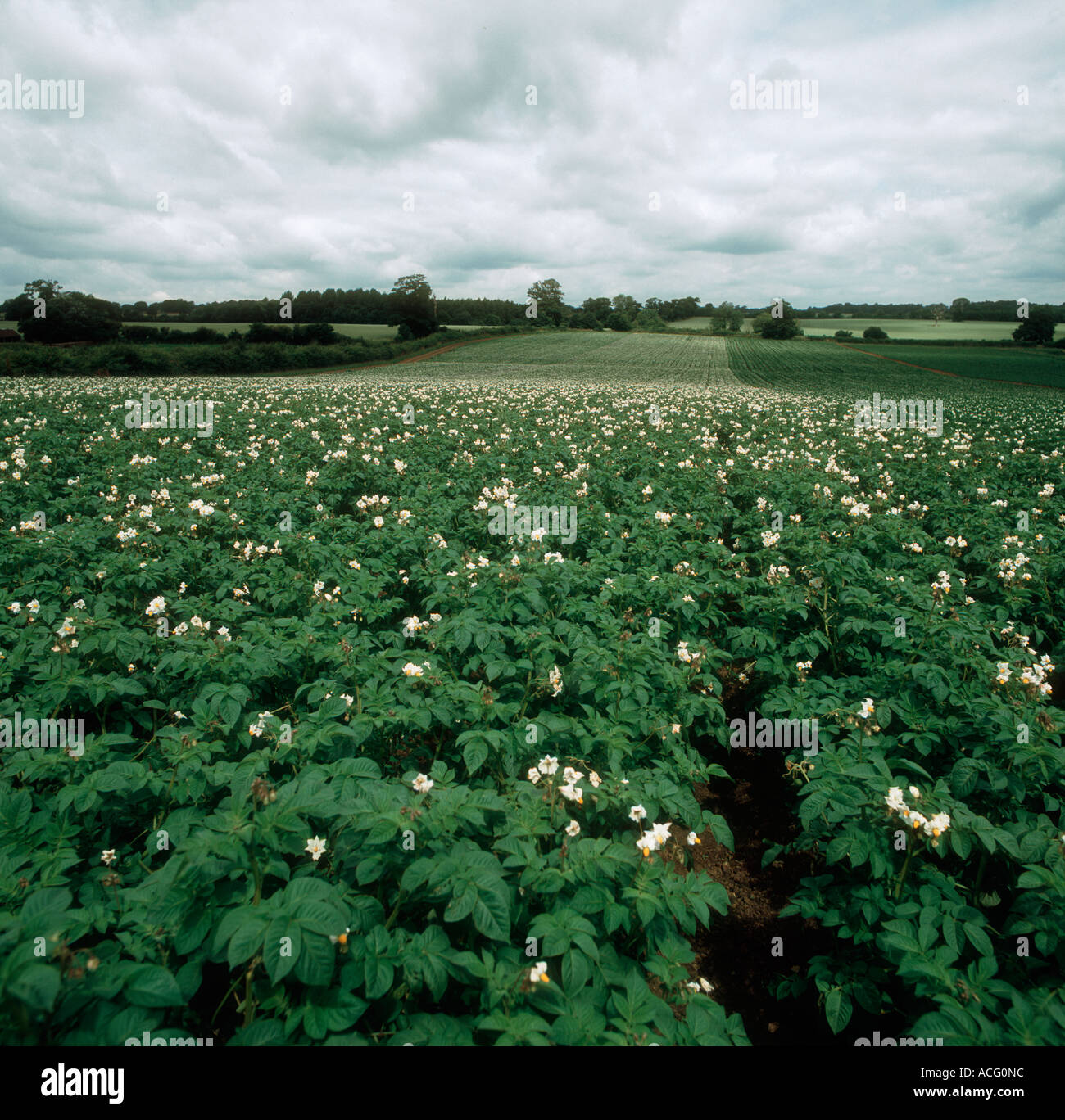 Flowering organic potato crop Stock Photo - Alamy