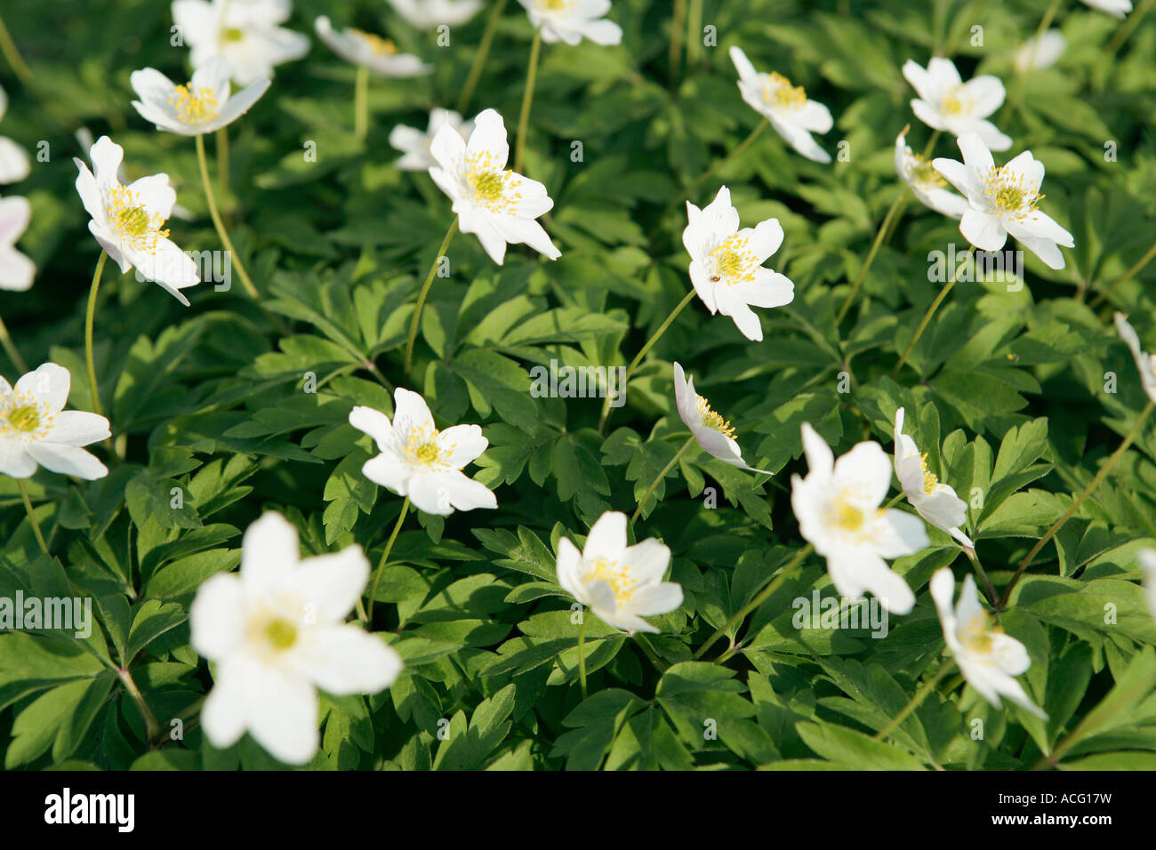 Wood anemones in a field Stock Photo - Alamy