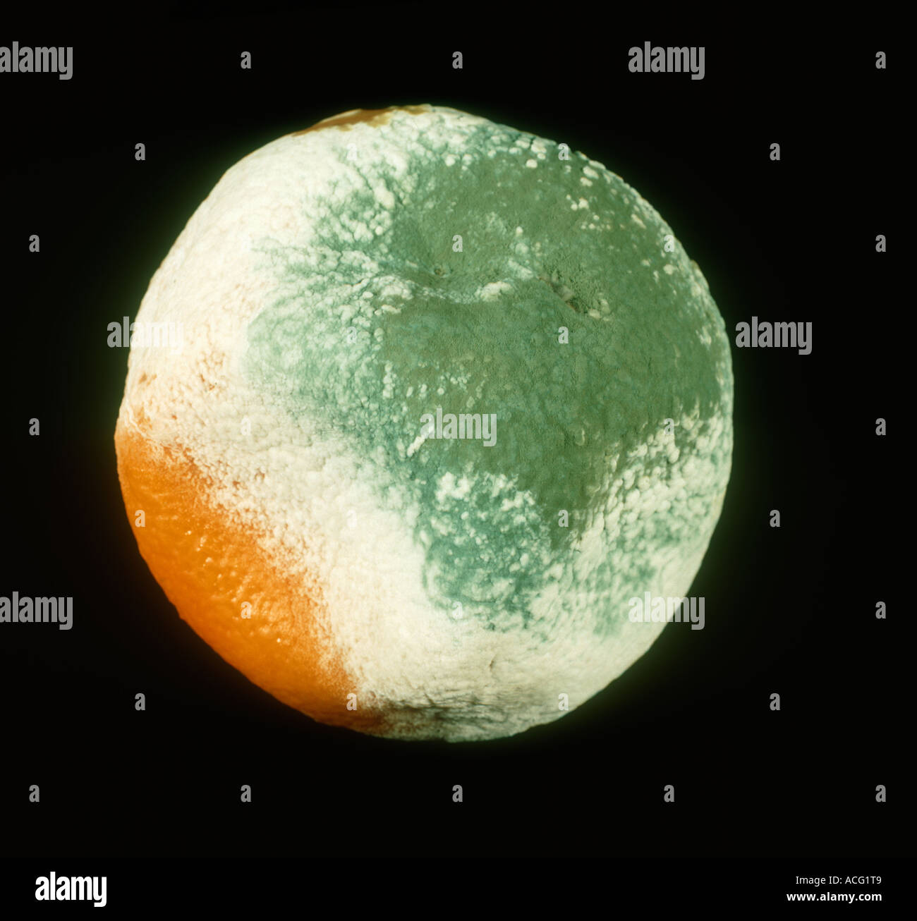 Penicillium digitatum hi-res stock photography and images - Alamy