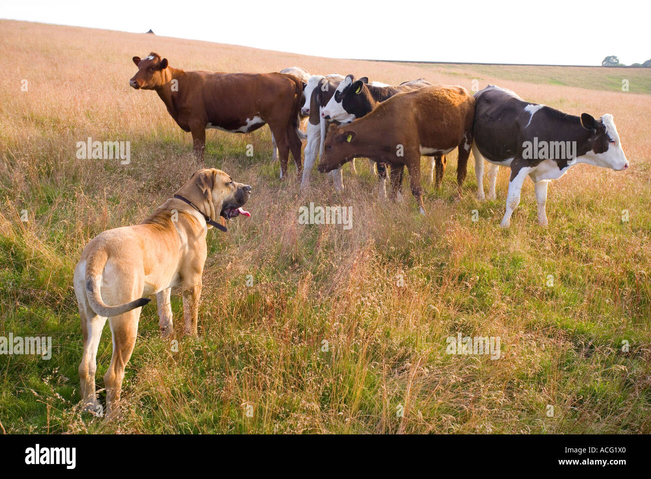Dog with cows hi-res stock photography and images - Alamy