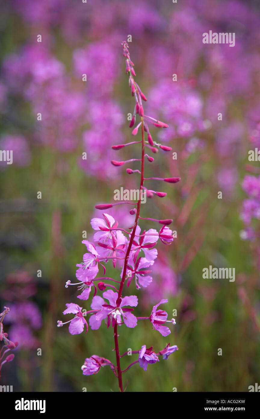 Fireweed Epilobium augustifolium also known as willow herb Stock Photo ...