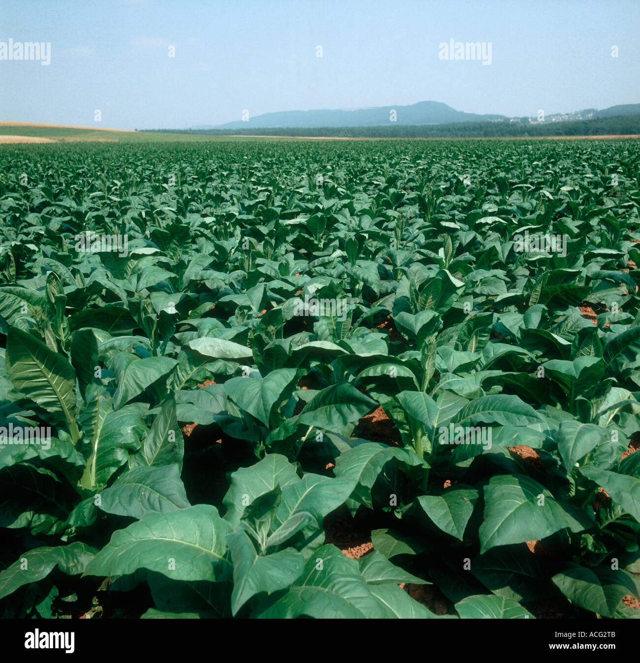 Tobacco crop hi-res stock photography and images - Alamy