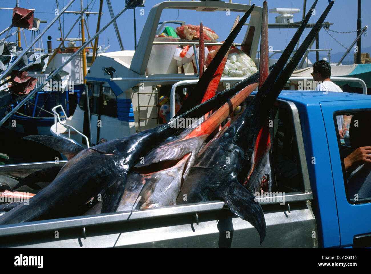Swordfish caught catch hi-res stock photography and images - Alamy
