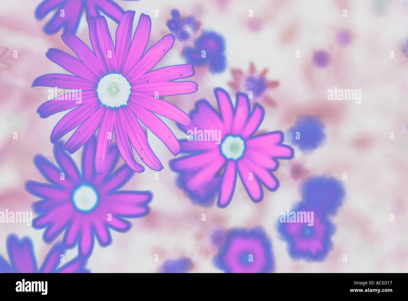 Daisy flowers inverted and colour adjusted Stock Photo - Alamy