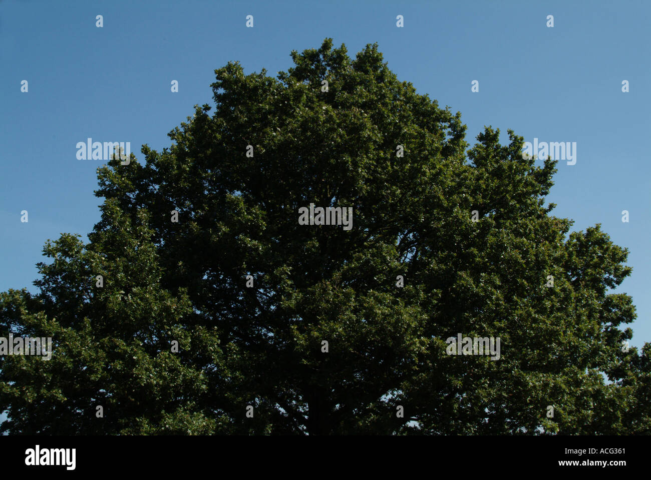 Large oak tree on Hampsted Heath Stock Photo - Alamy