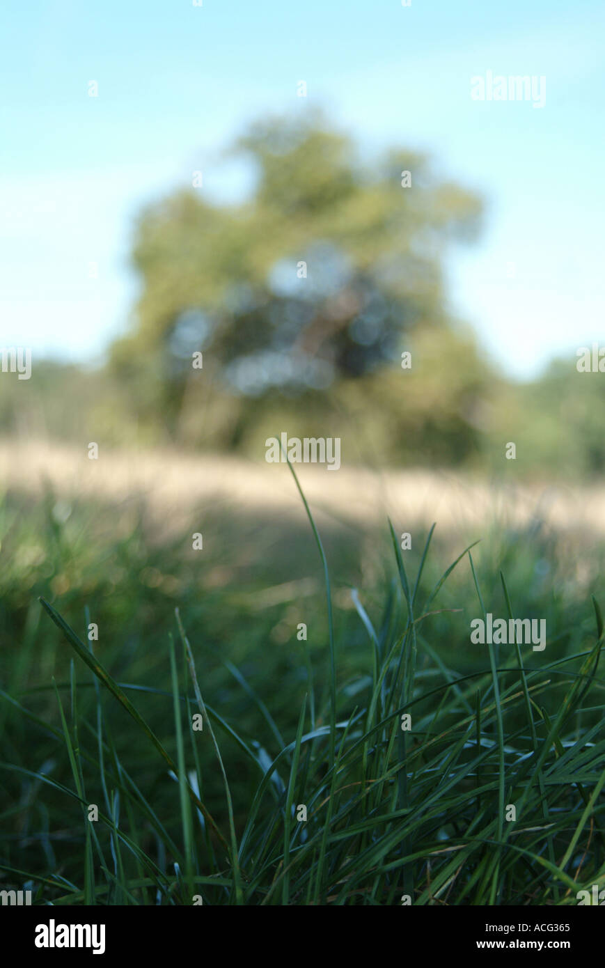 Field and oak tree at Hampsted Heath London Stock Photo - Alamy