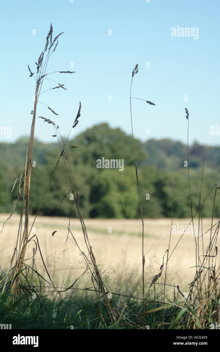 Field and oak tree at Hampsted Heath London Stock Photo - Alamy
