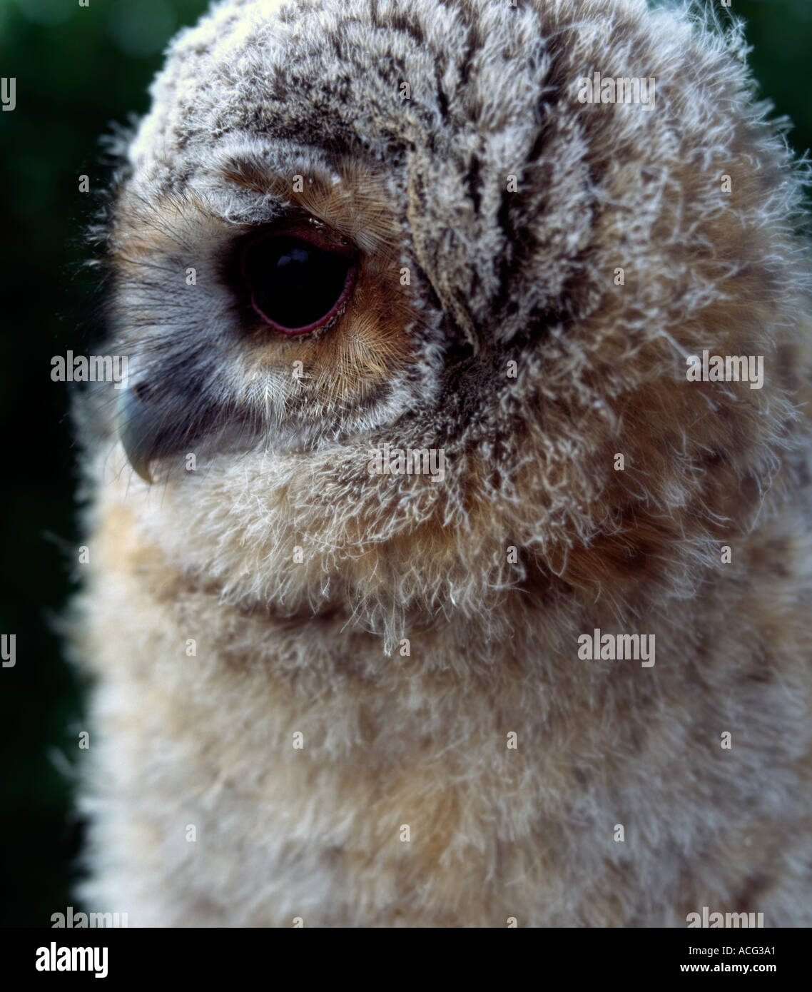 Baby owlet fluffy eagle owl hi-res stock photography and images - Alamy