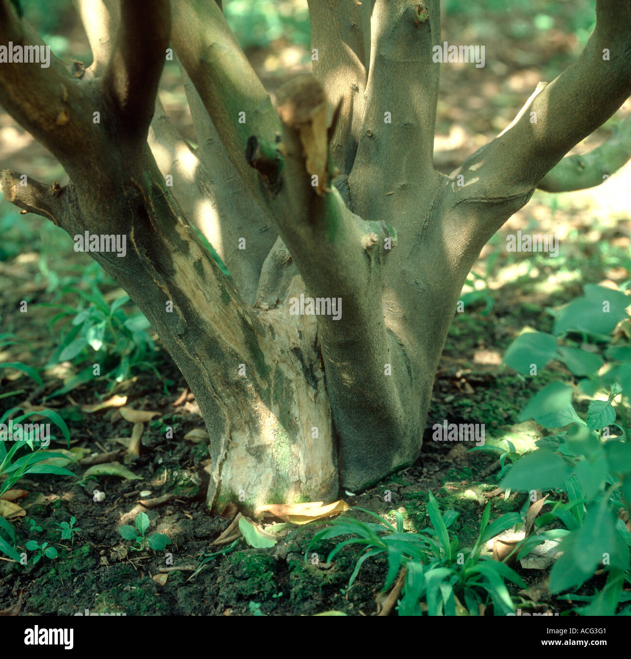 Phytophthora root rot hi-res stock photography and images - Alamy