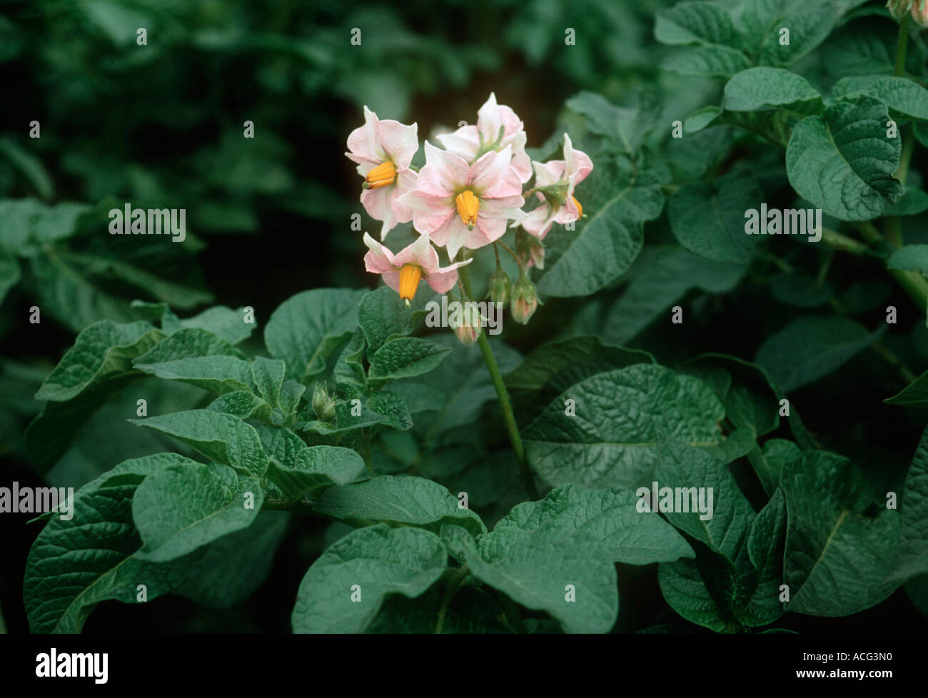 Potato flower in a crop Stock Photo - Alamy