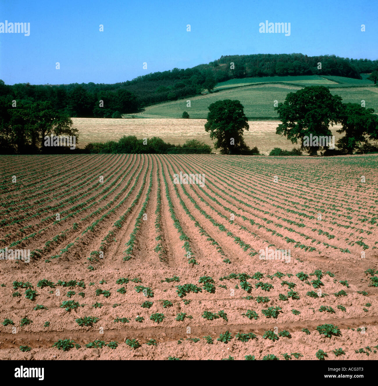Young potato crop emerging from ridges of red Devon soil in rolling ...