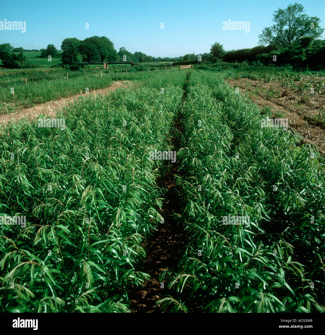 Immature willow withy grown for biomass fuel Stock Photo - Alamy