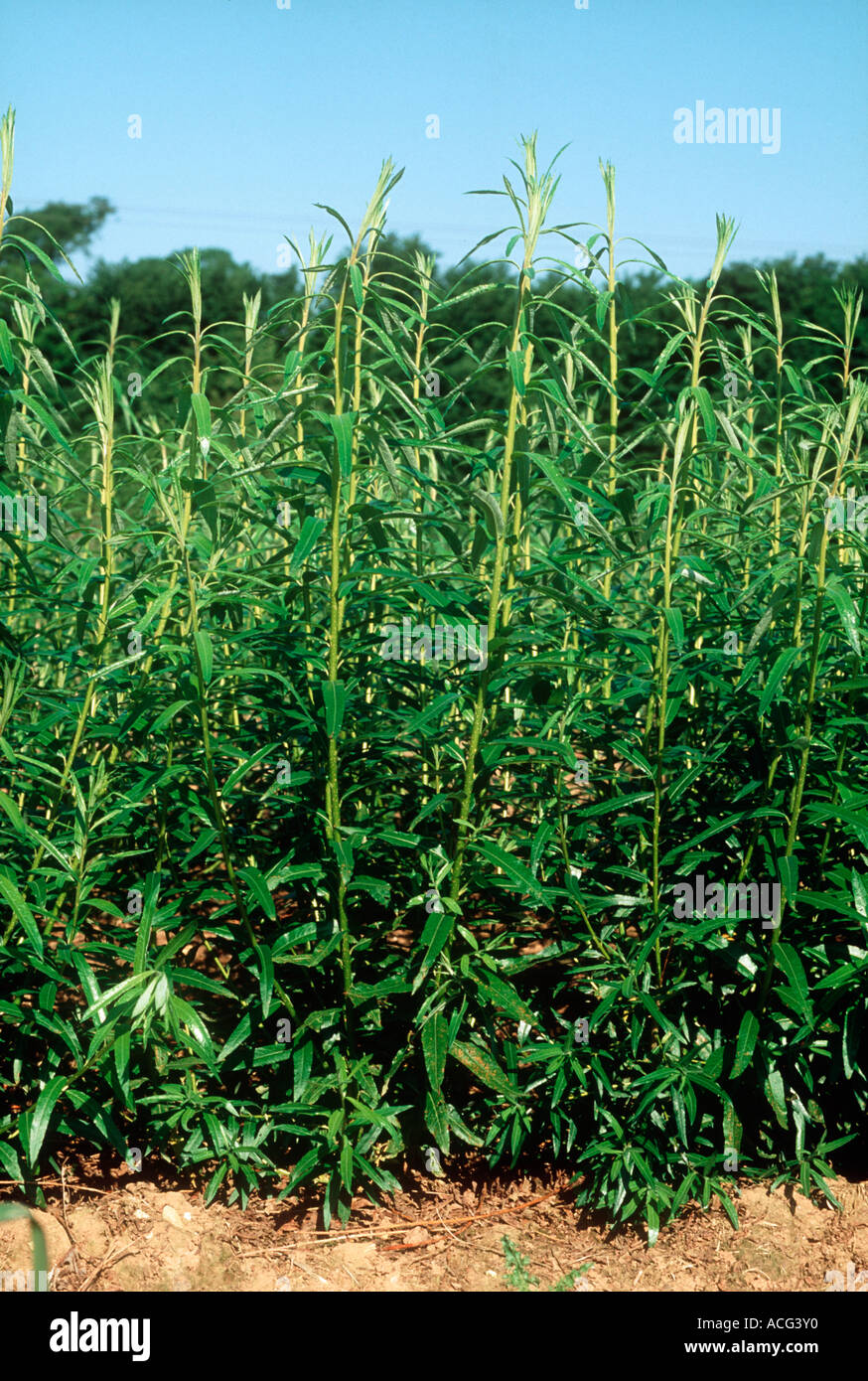 Young willow withy growing for biomass renewable energy fuel Stock ...