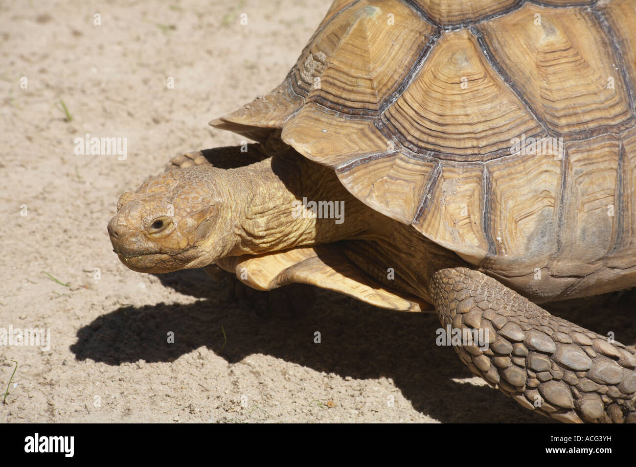 Sulcata Tortoise or African spurred tortoise Geochelone sulcata in the ...