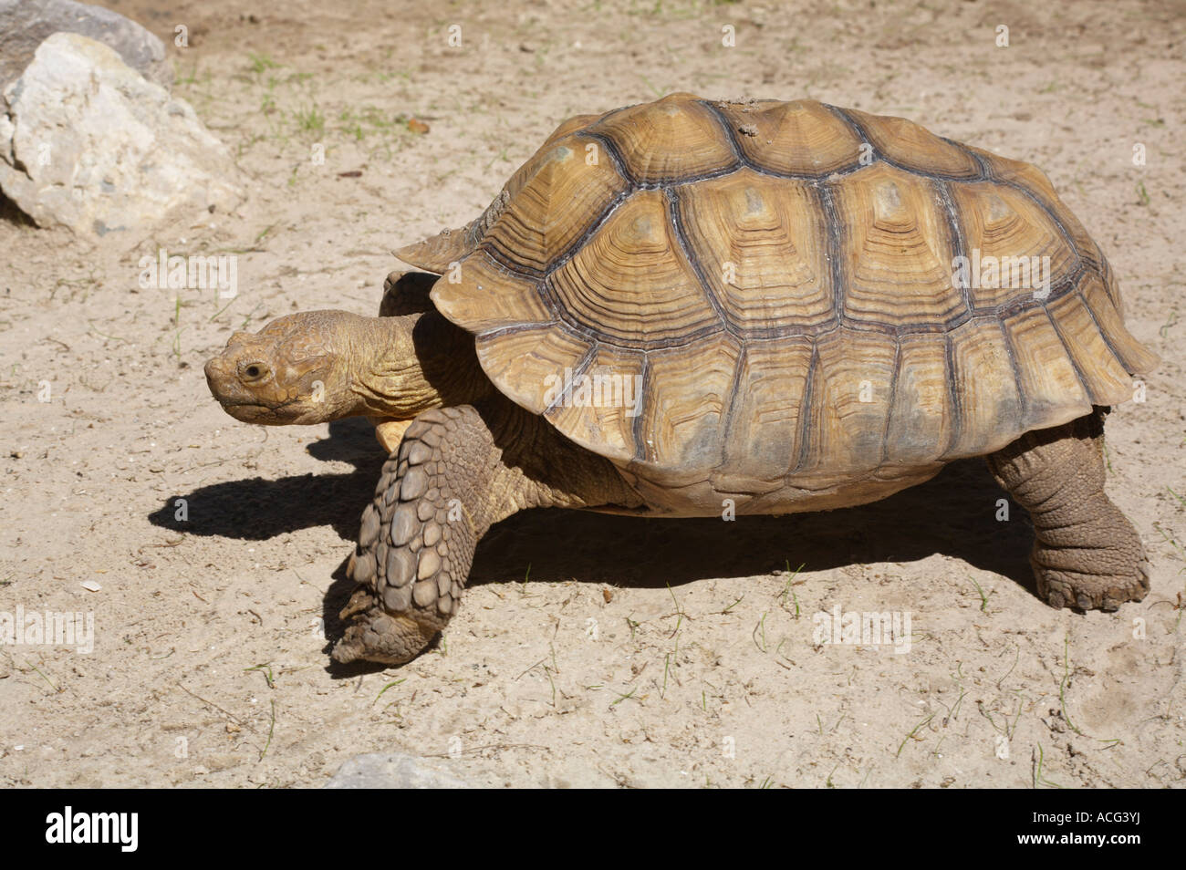 Sulcata Tortoise or African spurred tortoise Geochelone sulcata in the ...
