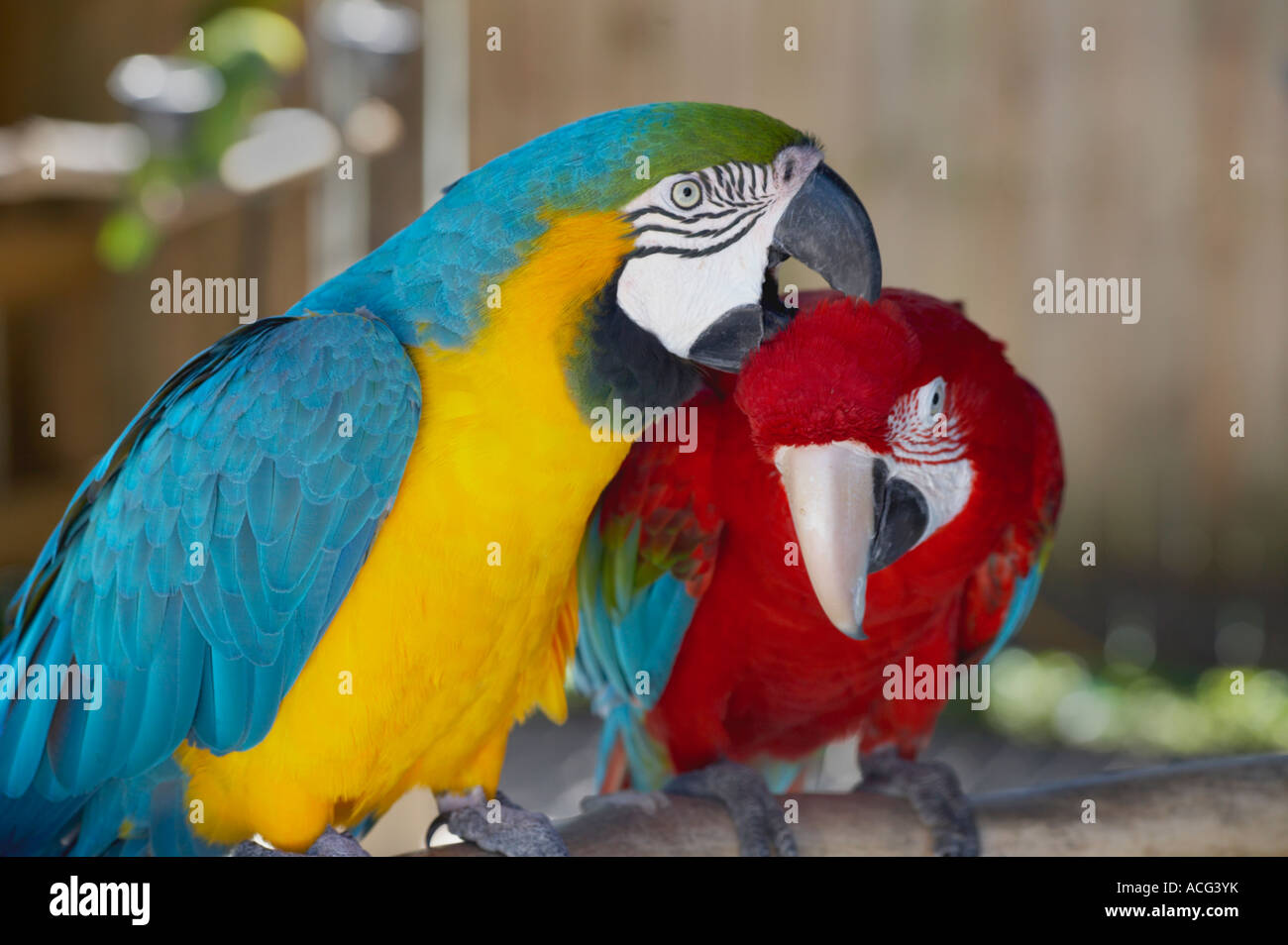 A pair of Macaw parrots in the Jungle Gardens in Sarasota Florida Stock ...