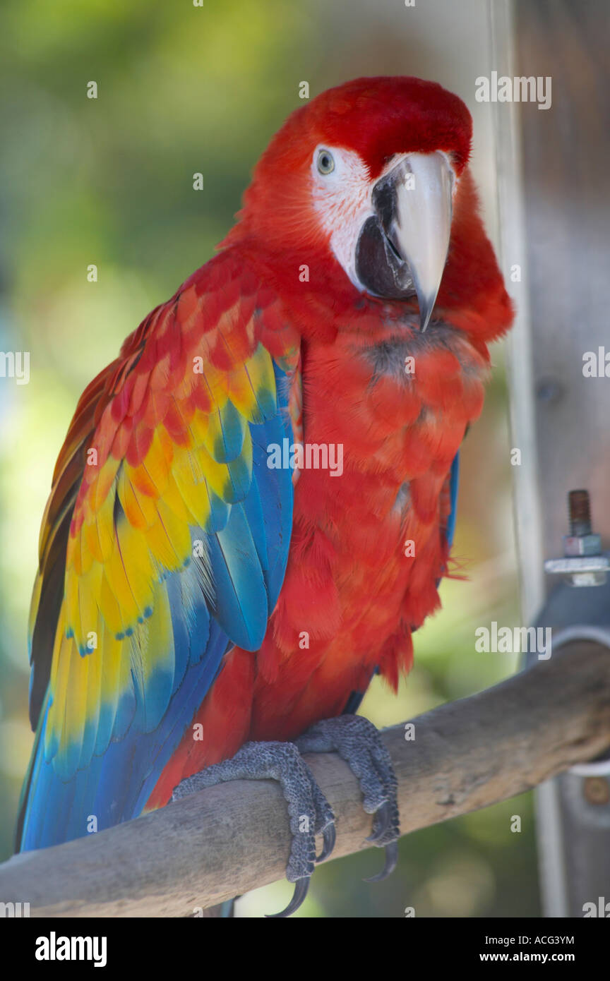Rainbow Macaw in the Jungle Gardens in Sarasota Florida Stock Photo - Alamy