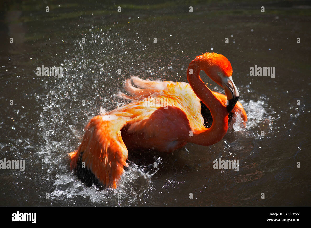 Flamingo Phoenicopterus ruber taking a bath in the Jungle Gardens in ...