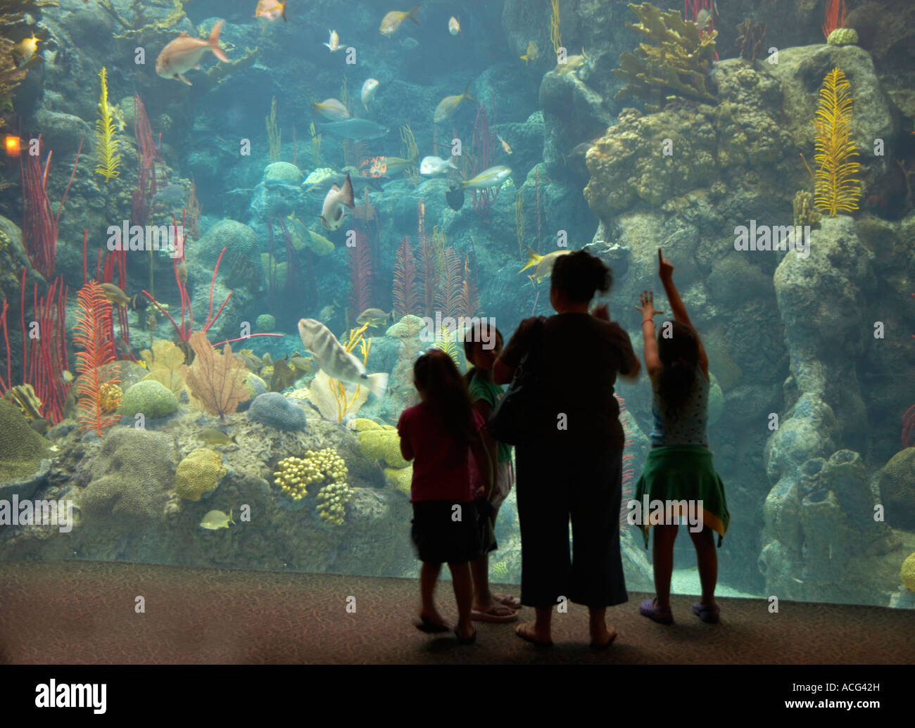 Kids viewing fish at The Florida Aquarium in Tampa Florida Stock Photo ...