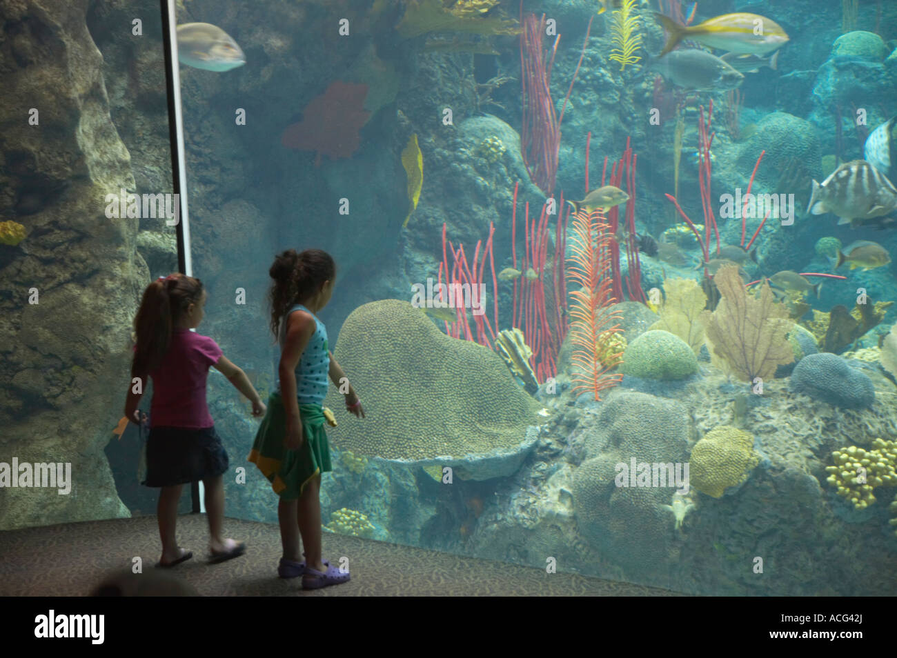 South pointing fish hi-res stock photography and images - Alamy