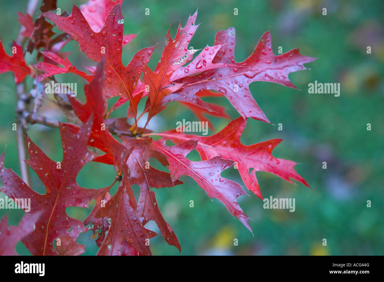 Northern Red Oak leaves Quercus rubra turned red in the fall of the ...